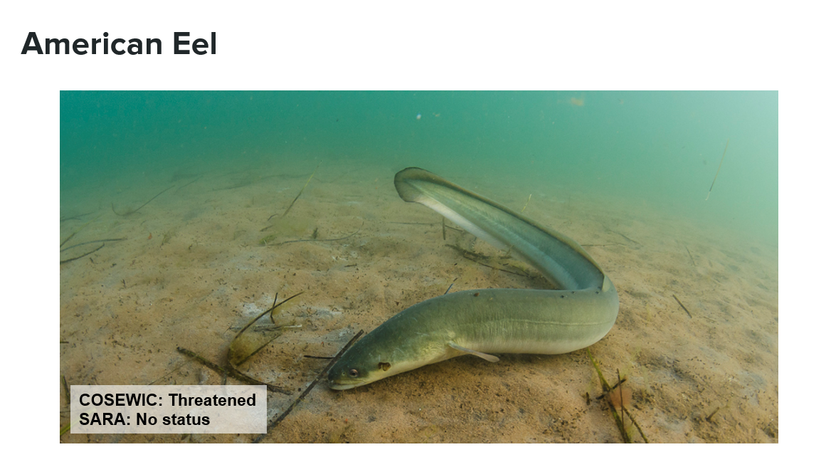 Marine species at risk and the three loopholes in the Federal Species ...