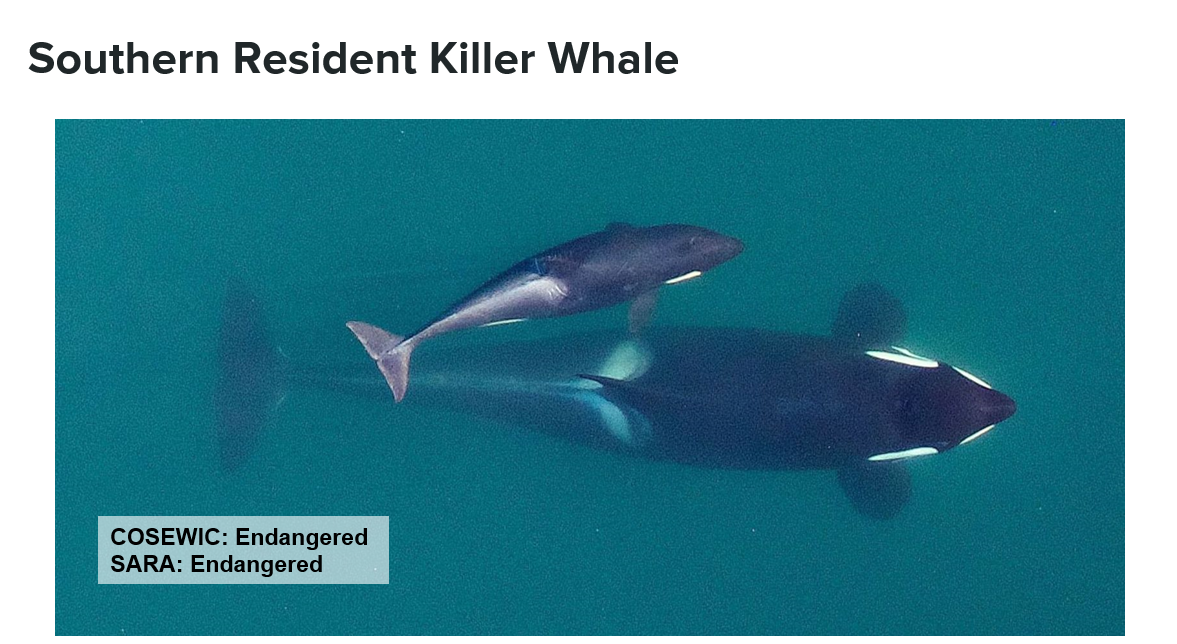 Marine species at risk and the three loopholes in the Federal Species ...