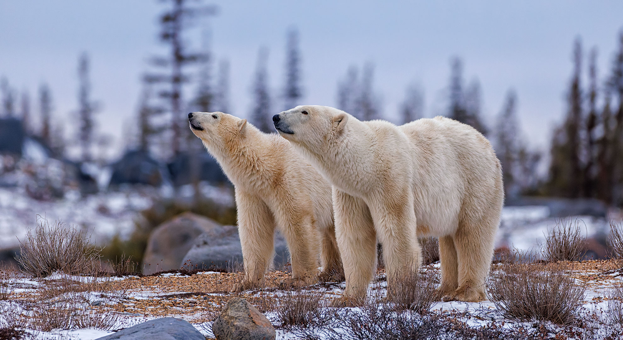 Nature Canada - Protecting Canadian Wildlife & Wilderness Since 1939