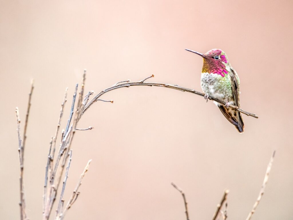 Meet Anna’s Hummingbird, a cold-dwelling, not-so-fair-weather feathered ...