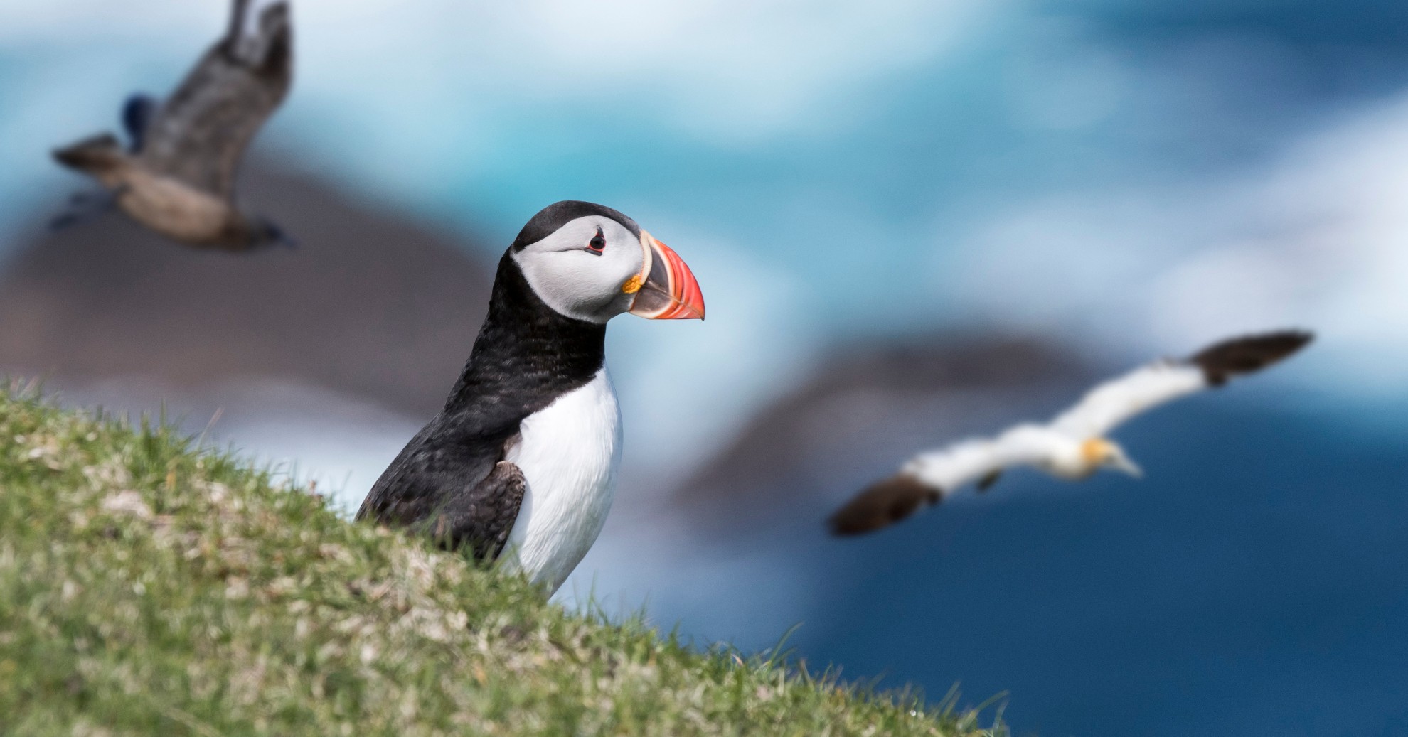 Protecting a seabird haven – from seafloor to sea surface - Nature Canada
