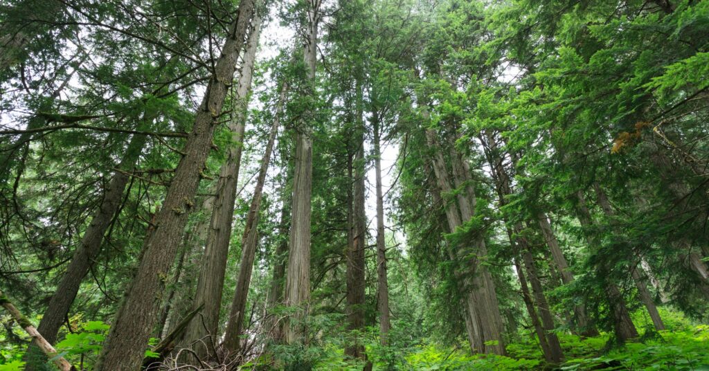 Nature Canada brings together 100 groups calling for a more accessible ...