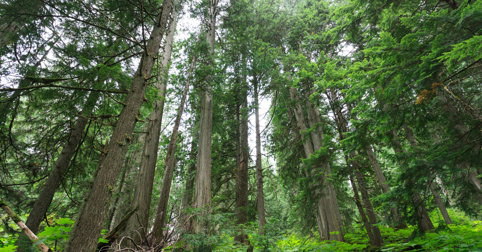 Nature Canada brings together 100 groups calling for a more accessible ...