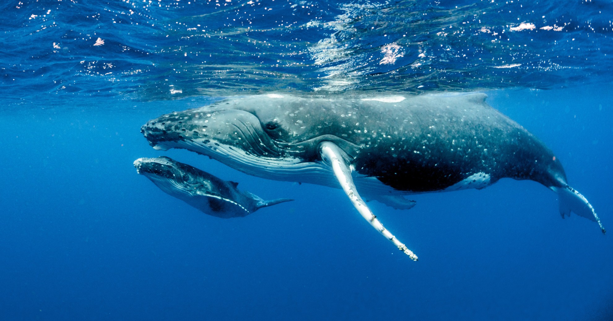 Nature Canada Addresses “People’s Mandate Letter” to the New Oceans ...