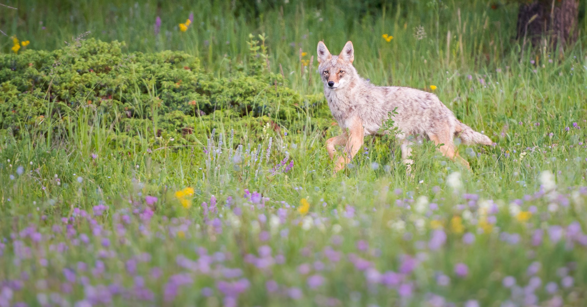 17 Environmental Groups Present Plan for Nature Ahead of World ...