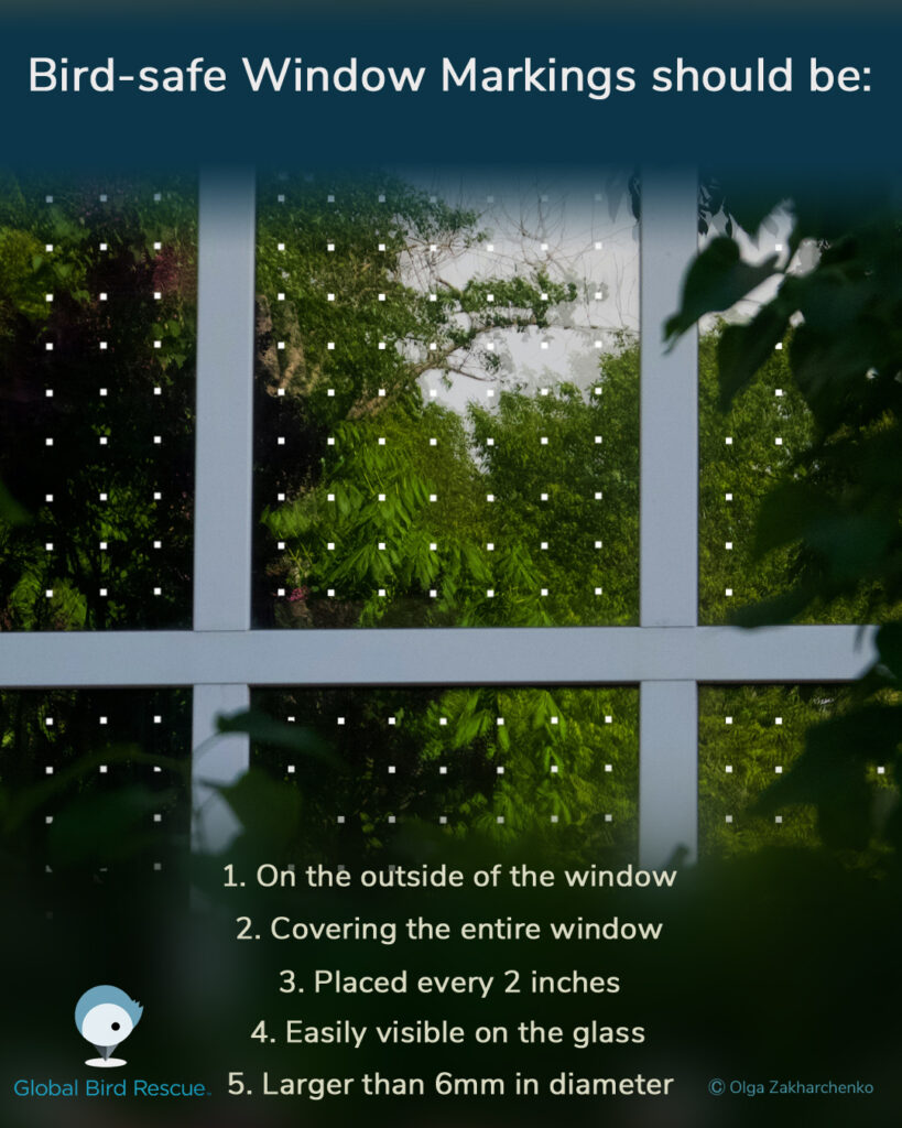 Making Every Bird Count This Fall Migration Season - Nature Canada