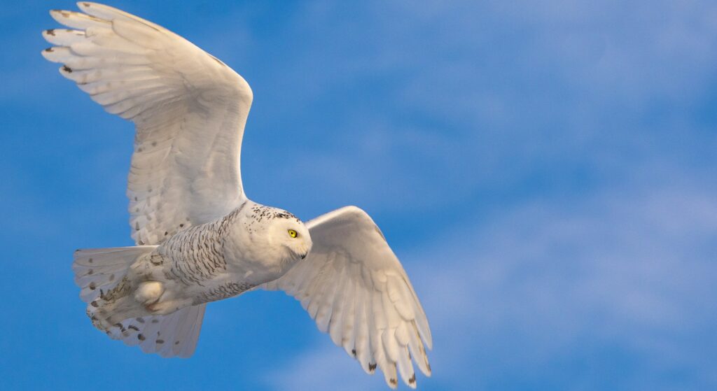 Giving Snowy Owls a Second Chance - Nature Canada
