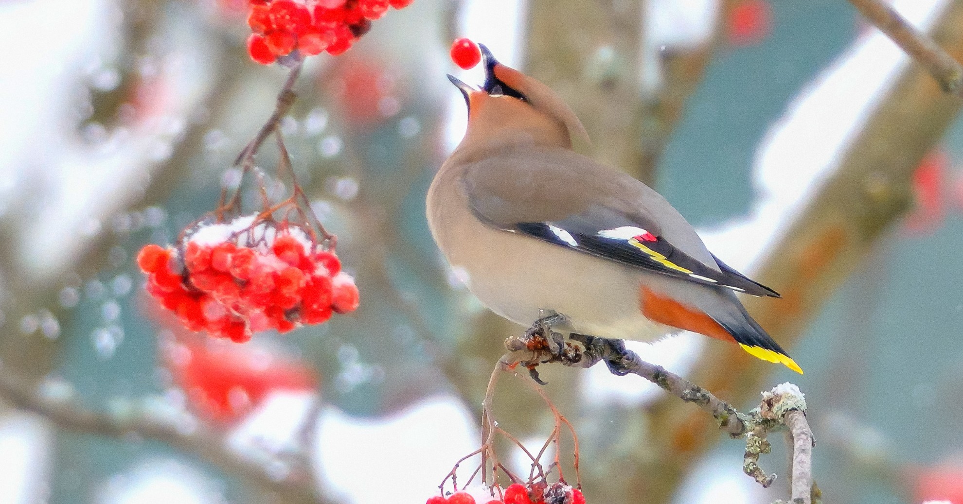Nurture Our Nature This Holiday Season! - Nature Canada