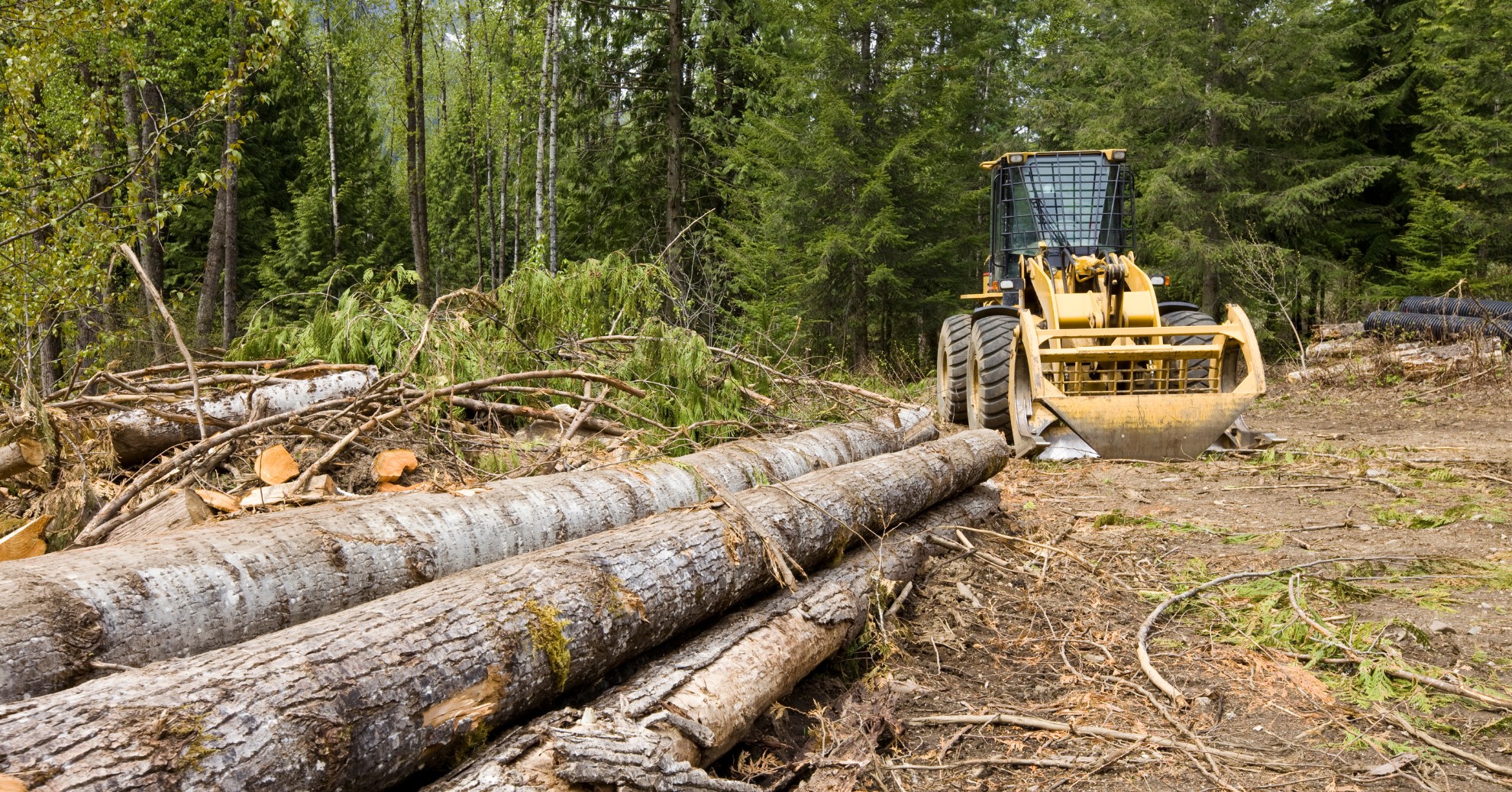 Government Forest Report Continues to Mask Industrial Logging’s Impact ...