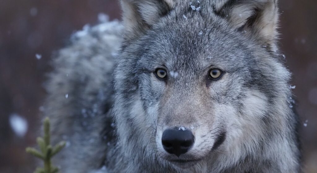 Wolves: A Glimpse Into the Life of an Icon - Nature Canada