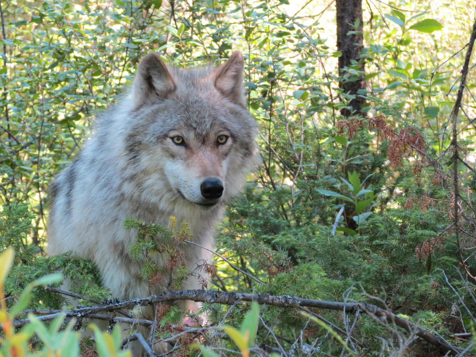 Wolves: A Glimpse Into the Life of an Icon - Nature Canada
