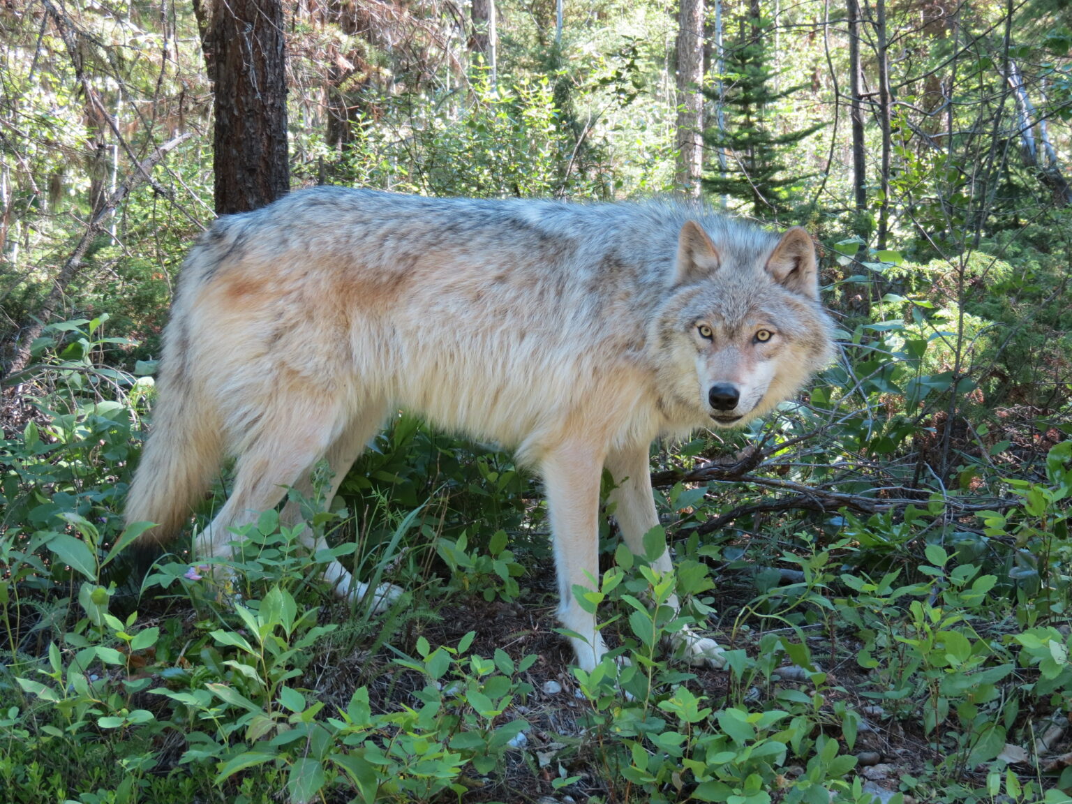 Wolves: A Glimpse Into the Life of an Icon - Nature Canada