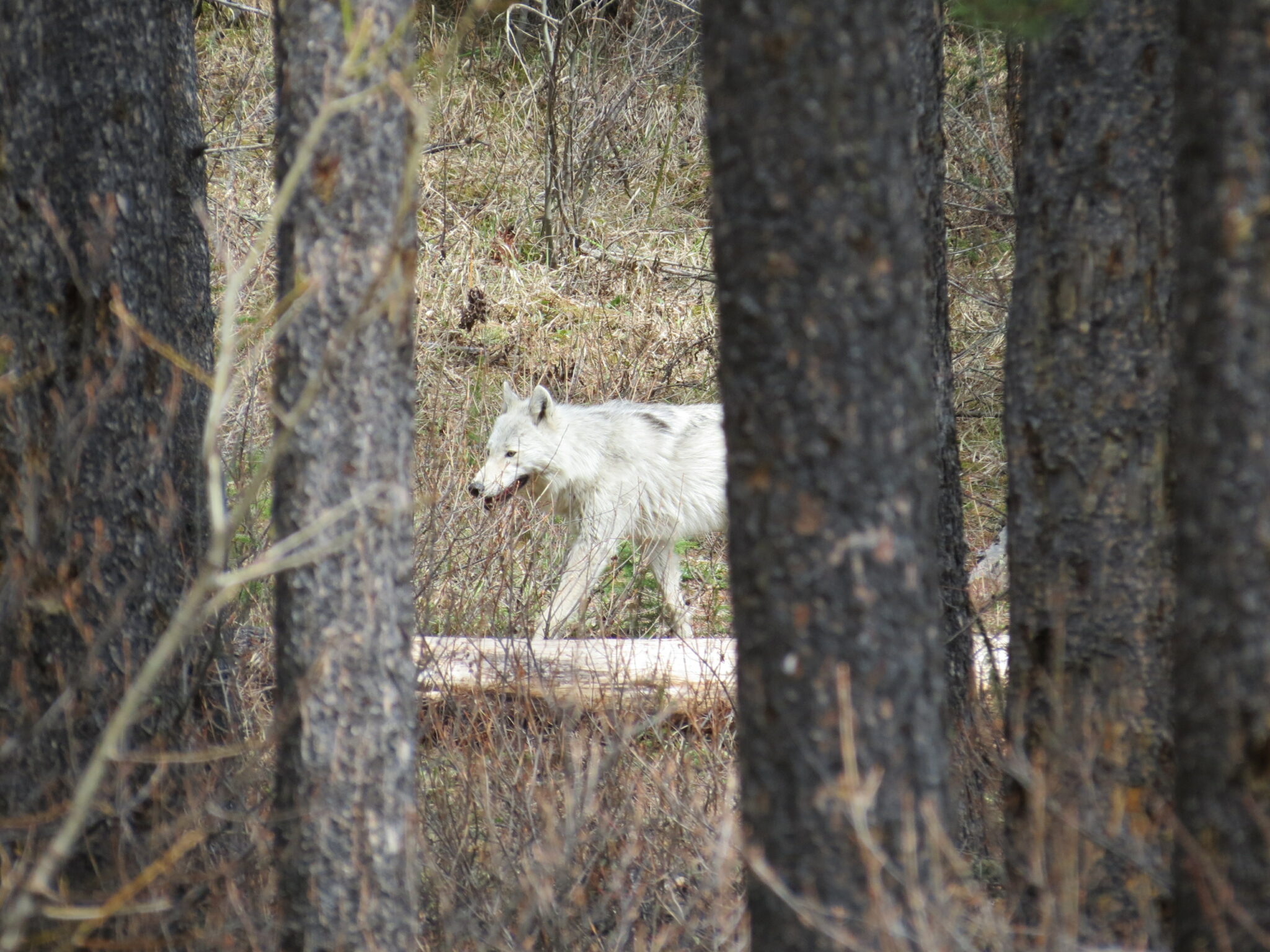 Wolves: A Glimpse Into the Life of an Icon - Nature Canada