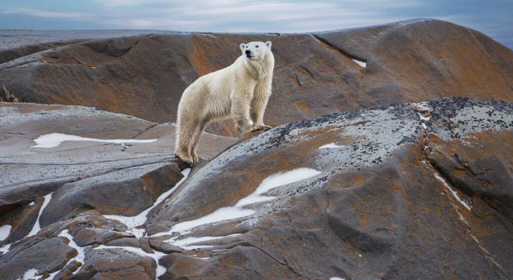 Introducing Ursus maritimus - Nature Canada