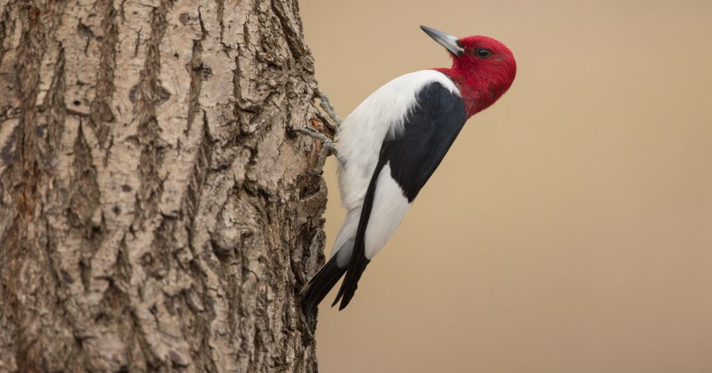 A Love Story - Nature Canada