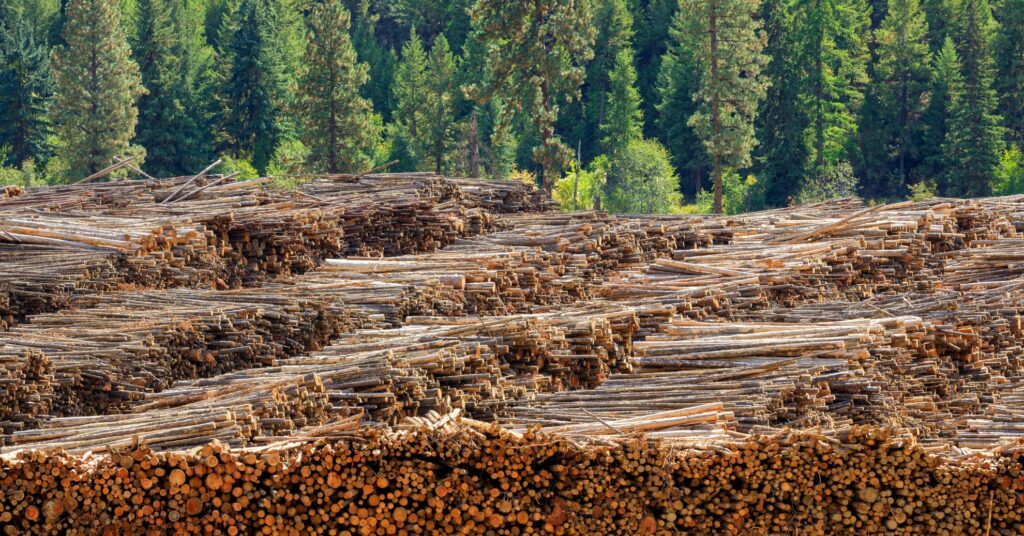 National Observer: Logging’s Carbon Problem Ignored in Federal Review ...