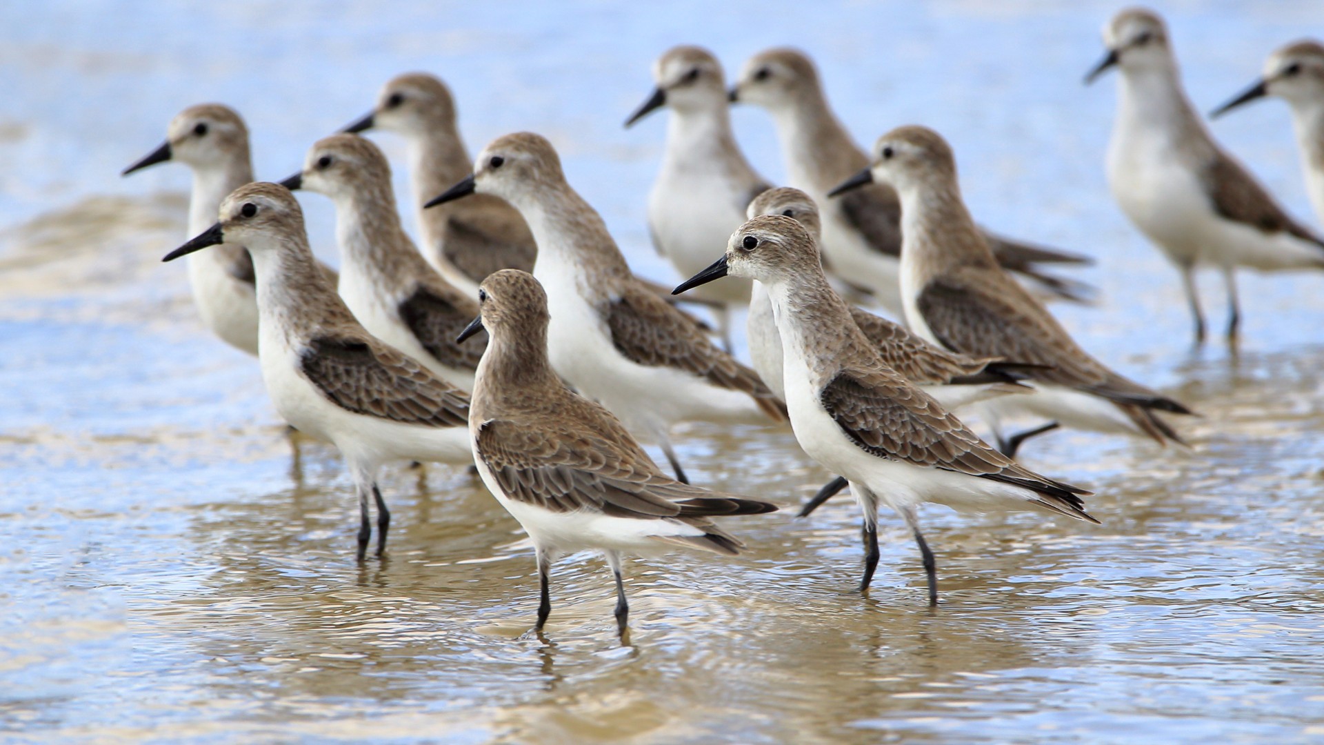 Protect Insects to Protect Birds! - Nature Canada