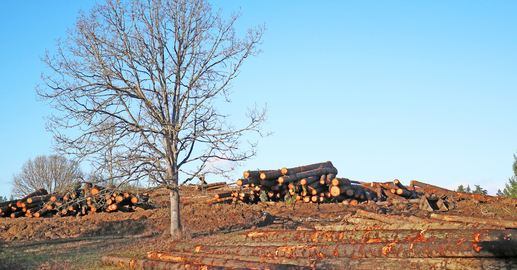 Reuters: ‘Sustainable’ Logging Operations are Clear-Cutting Canada’s ...