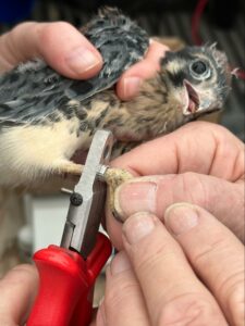The Small but Mighty American Kestrel — Recovery, Rehabilitation ...