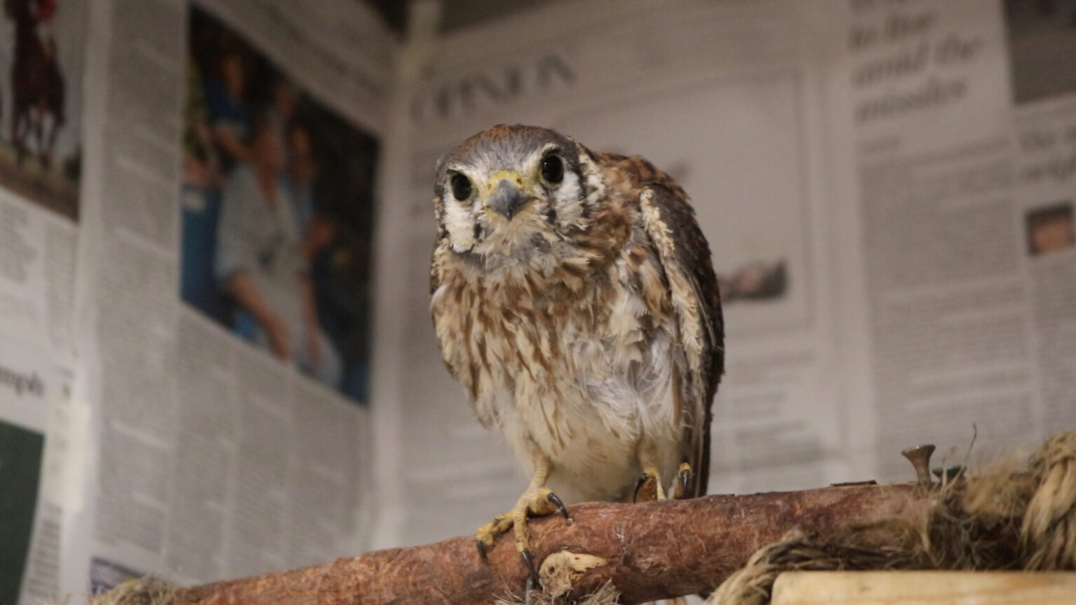 The Small but Mighty American Kestrel — Recovery, Rehabilitation ...