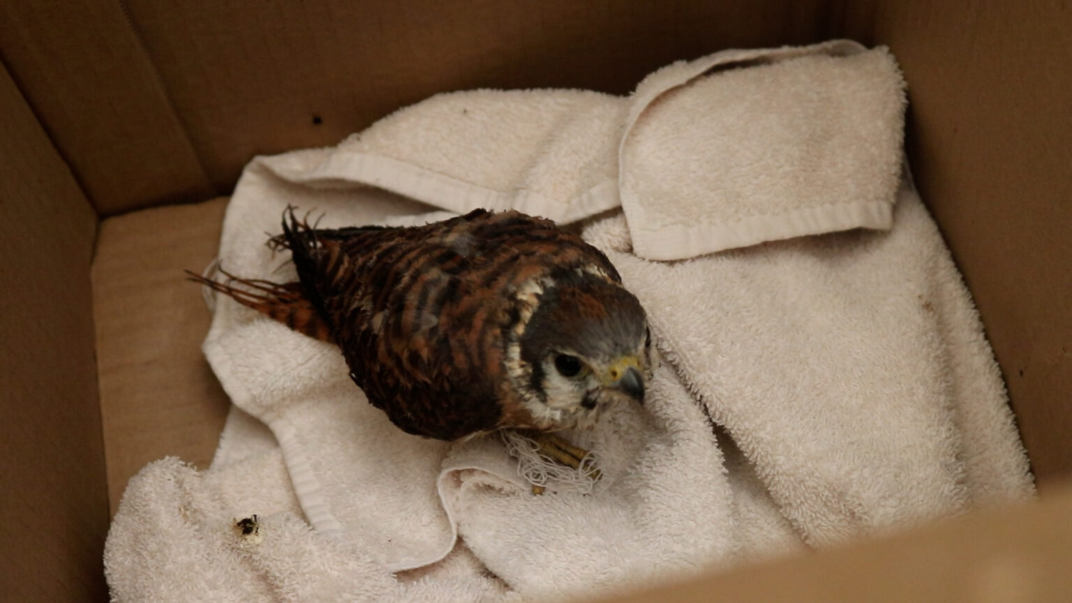 The Small but Mighty American Kestrel — Recovery, Rehabilitation ...