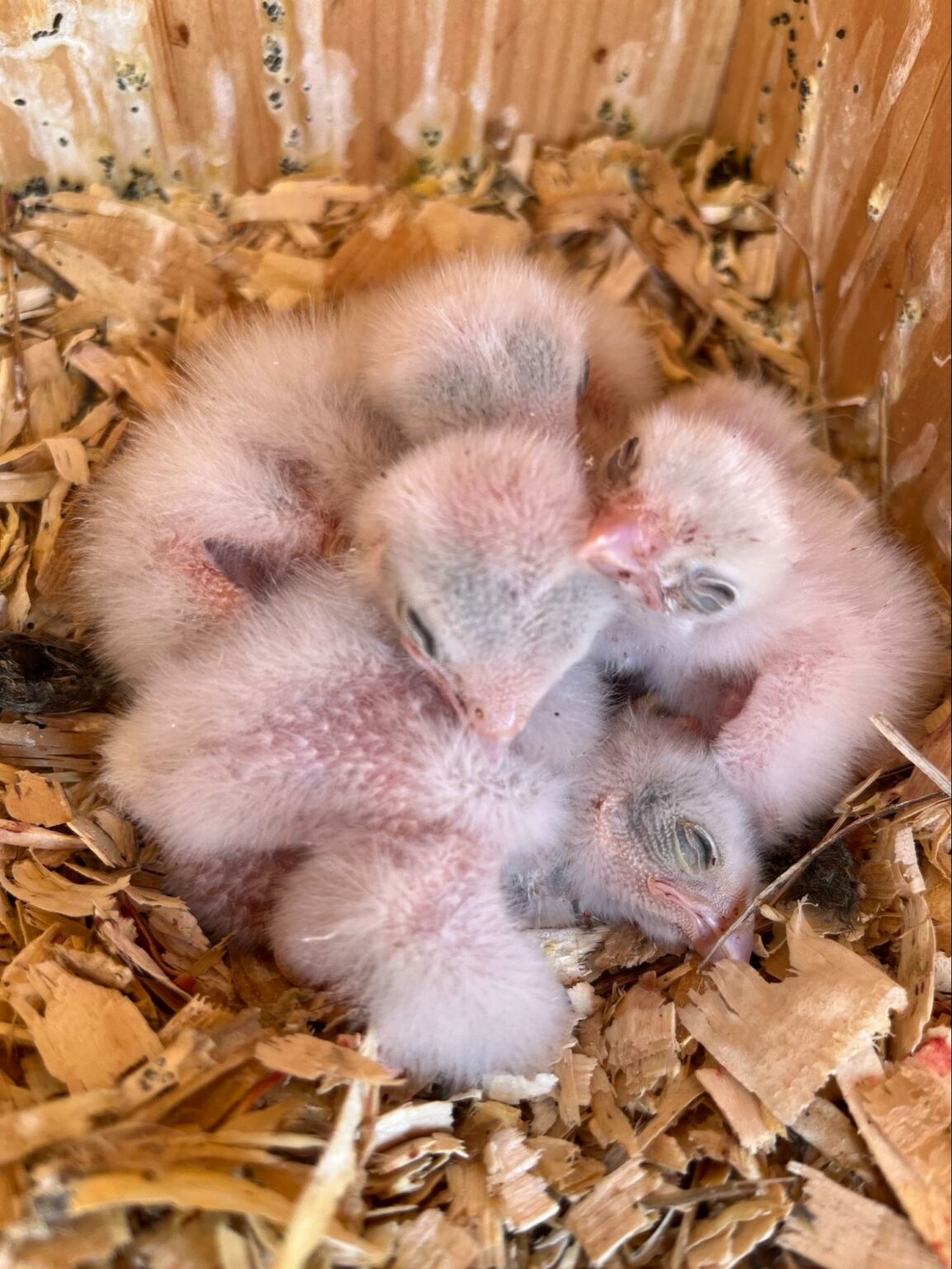 The Small but Mighty American Kestrel — Recovery, Rehabilitation ...
