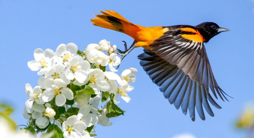 Our Orange Crush: A Baltimore Oriole Love Story - Nature Canada