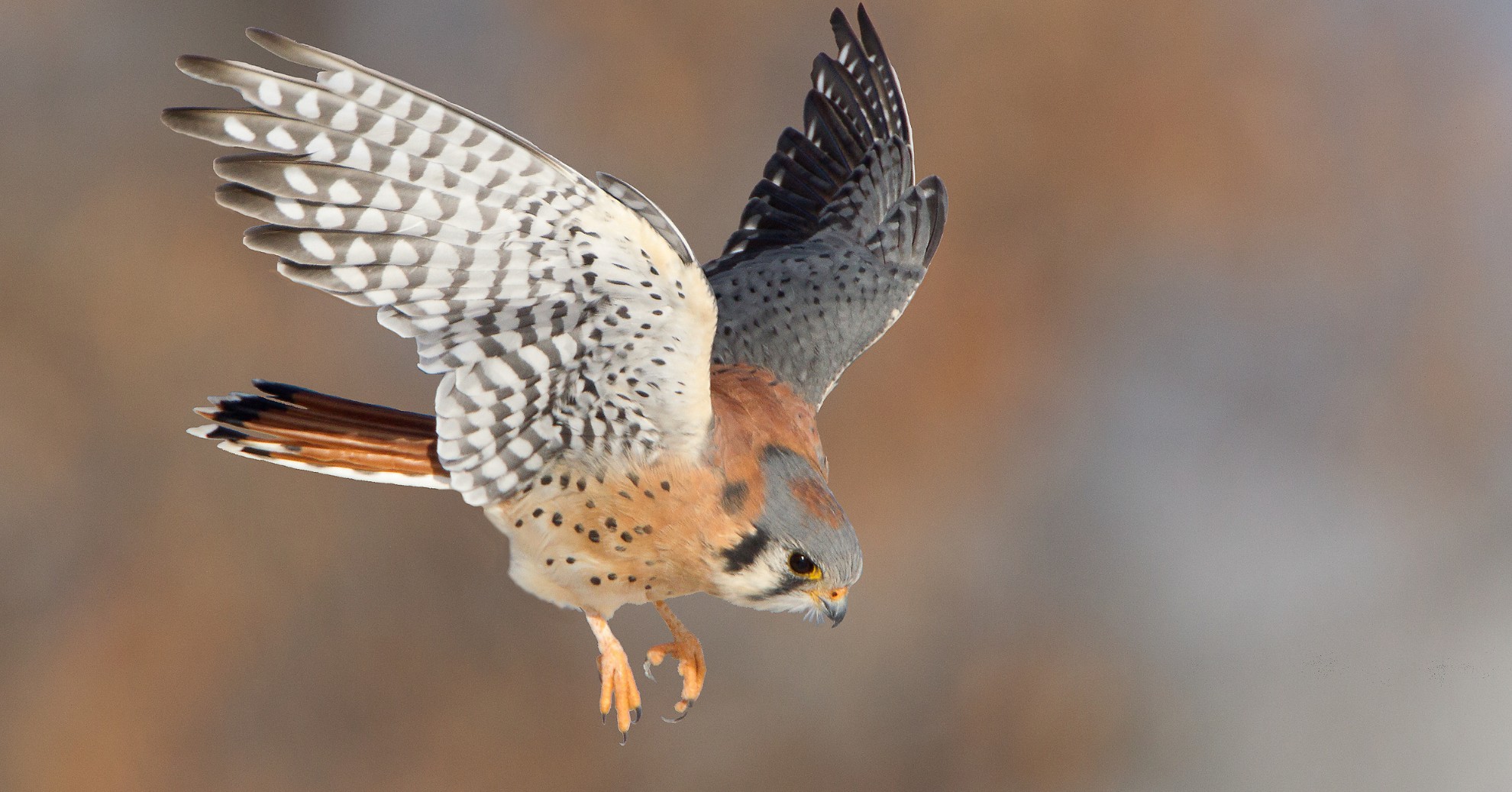 The Small but Mighty American Kestrel — Recovery, Rehabilitation ...
