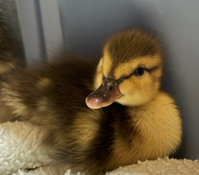 The Aptly Named Wood Duck - Nature Canada