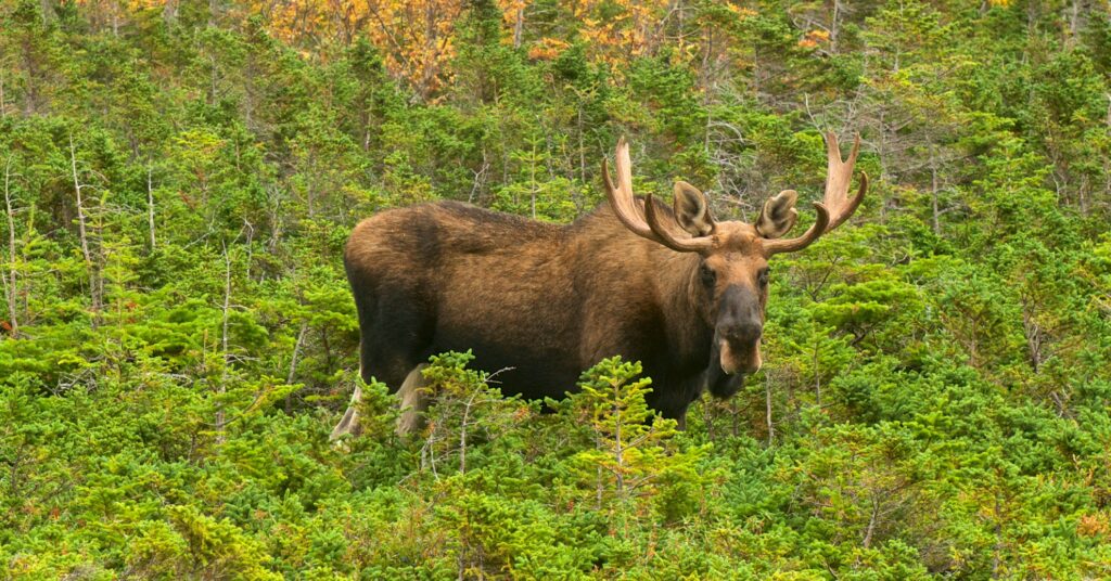 Saving the Mainland Moose of Nova Scotia - Nature Canada