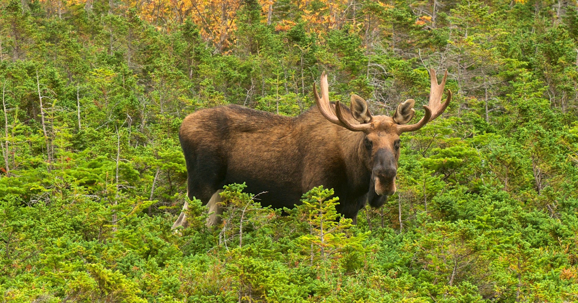 Saving the Mainland Moose of Nova Scotia - Nature Canada