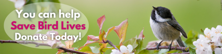 Bird Friendly City: A Certification Program - Nature Canada