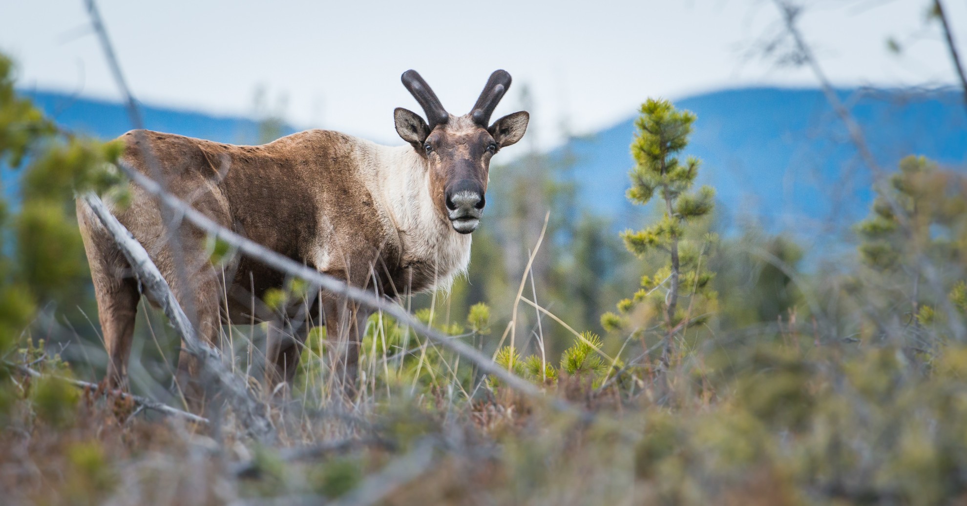 Nature Now Fund Story: Protecting Nature From Government Inaction ...