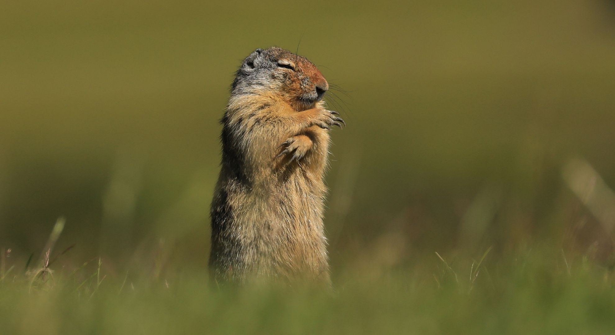A Squirrel Made for the Influencer Era - Nature Canada
