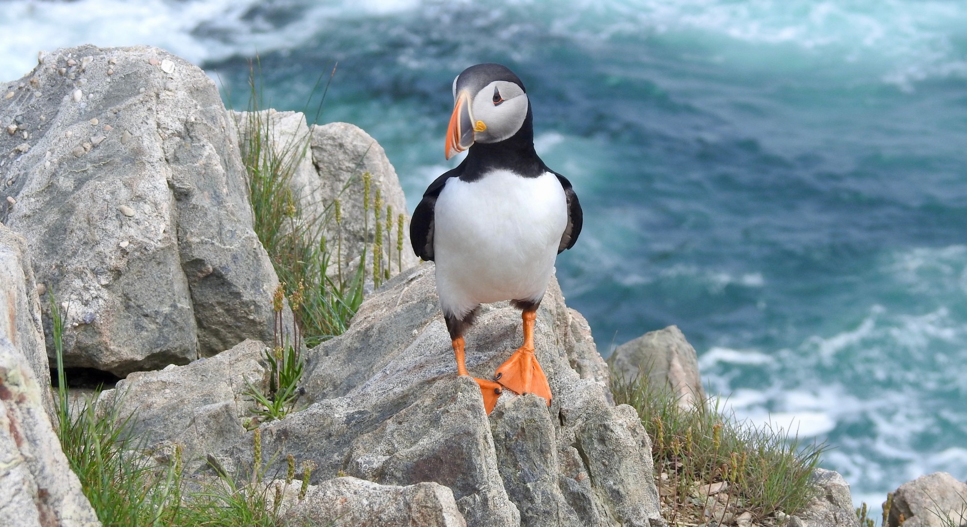 North America’s Most Charismatic Seabird – the Atlantic Puffin - Nature ...