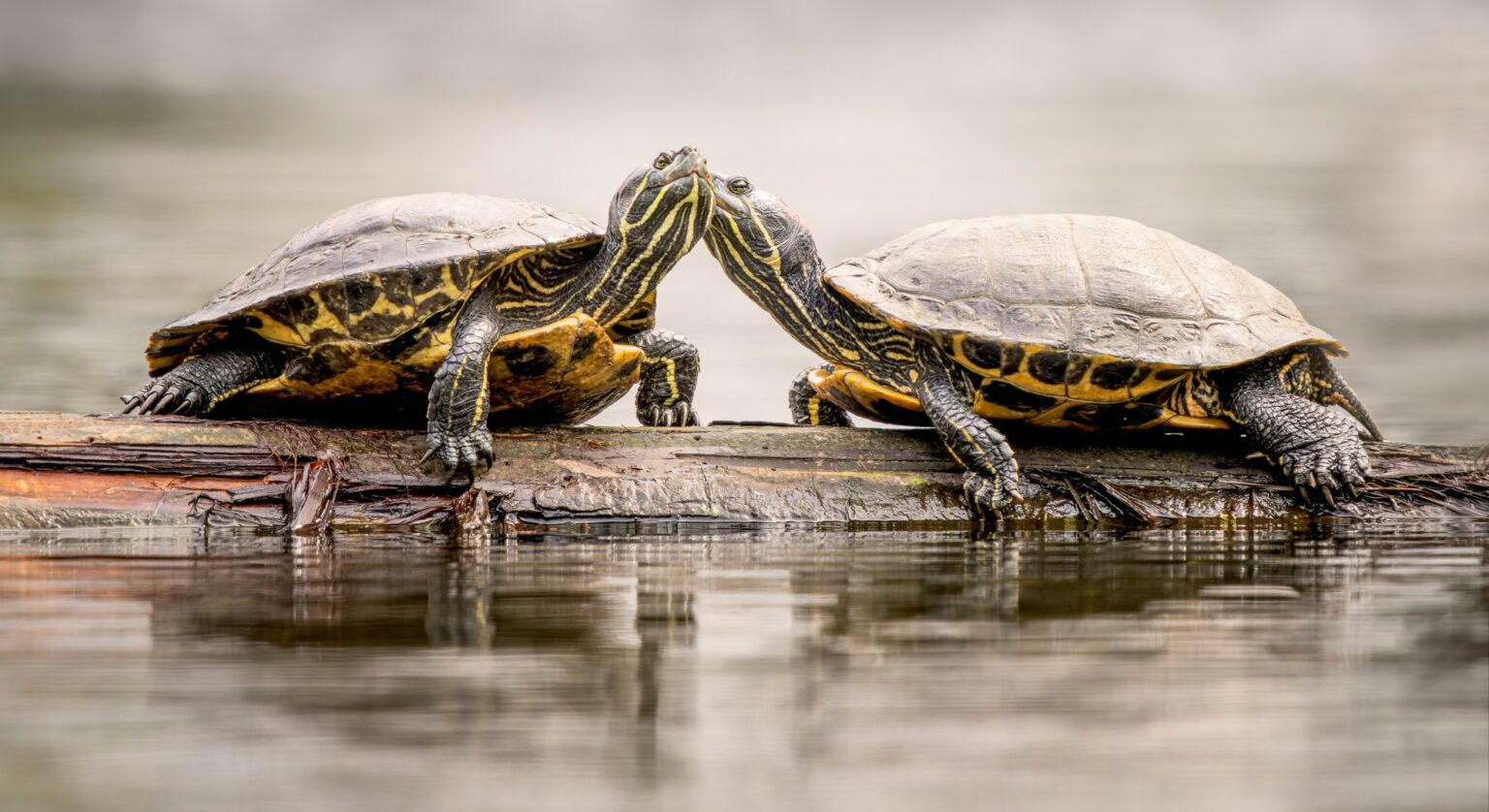 The Western Painted Turtle: the Bright Spot in Your Neighbourhood ...