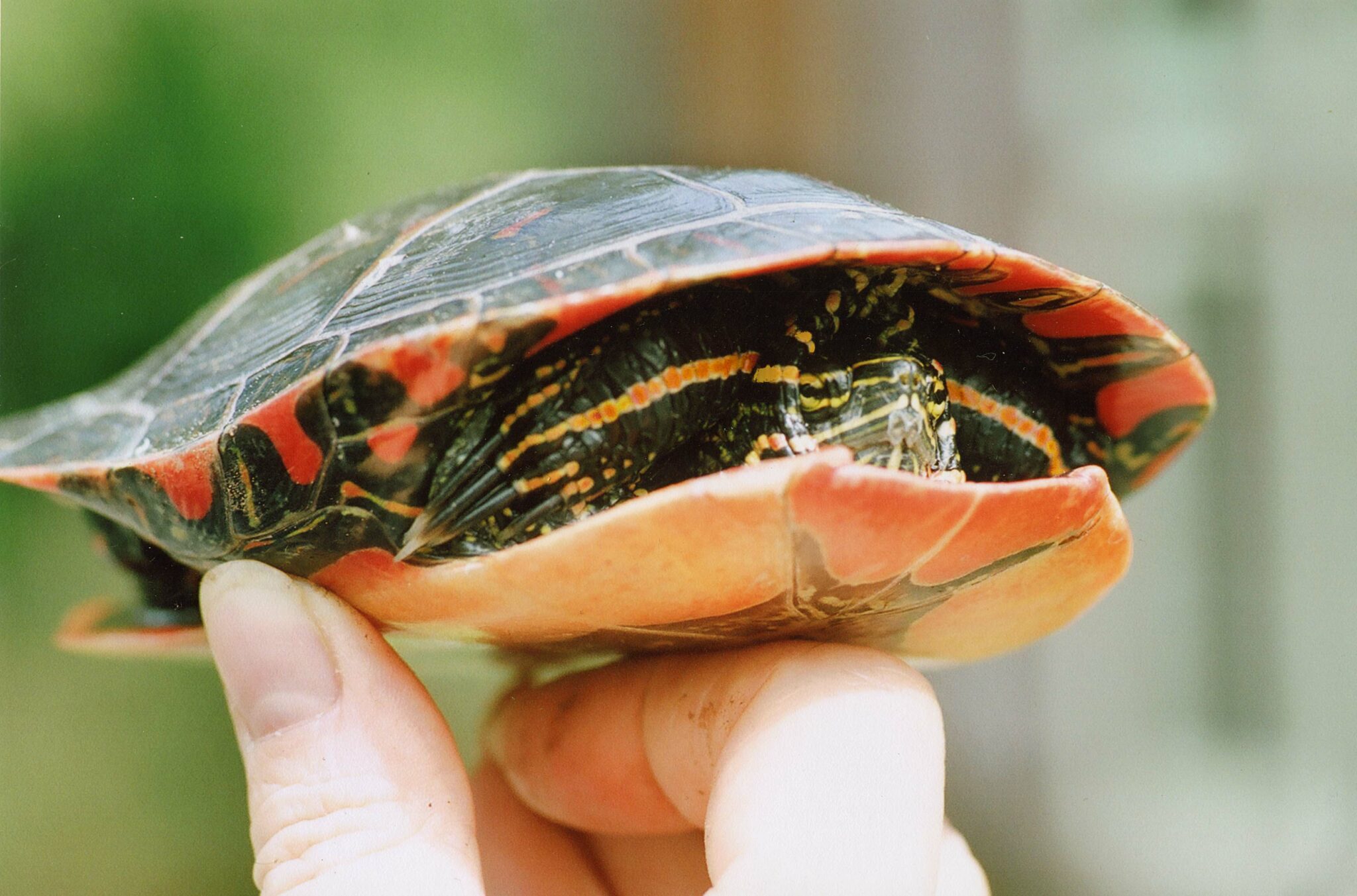 The Western Painted Turtle: the Bright Spot in Your Neighbourhood ...