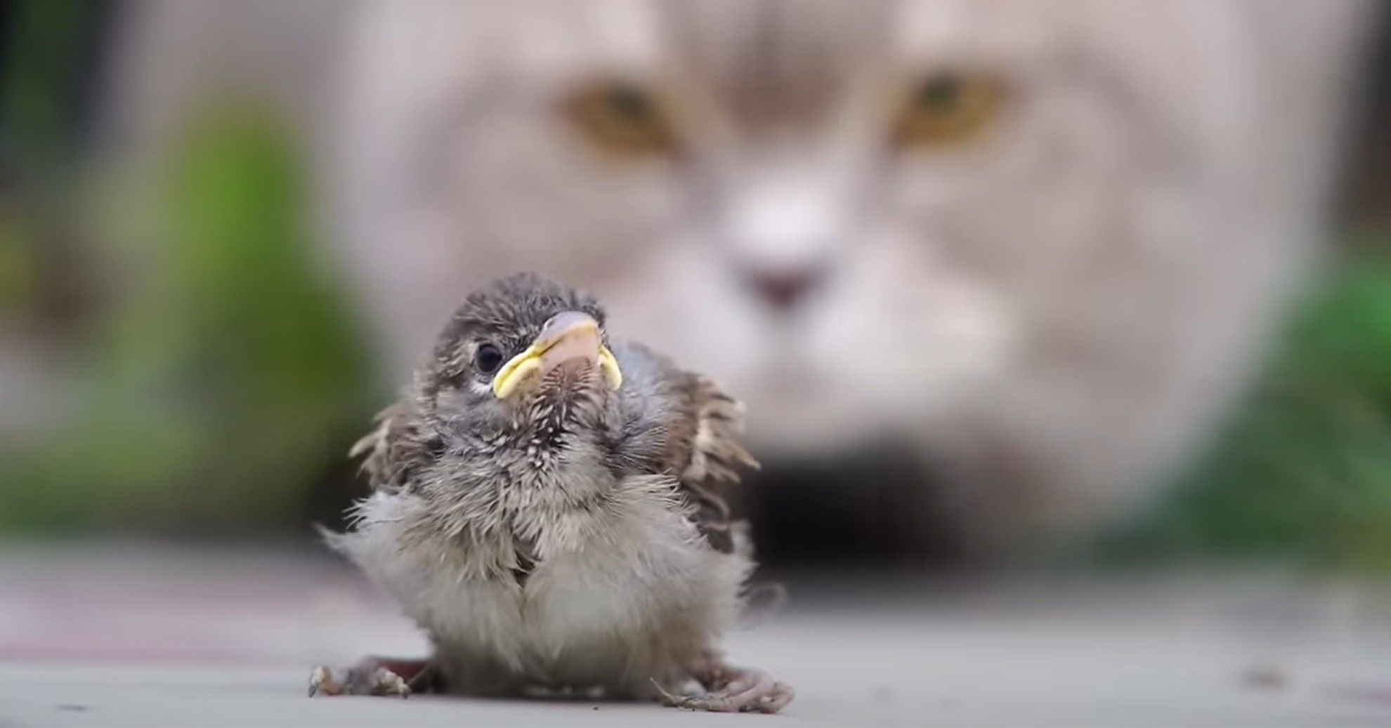 Ruffling Feathers: Cats and Their Effect on Local Ecosystems and Bird ...