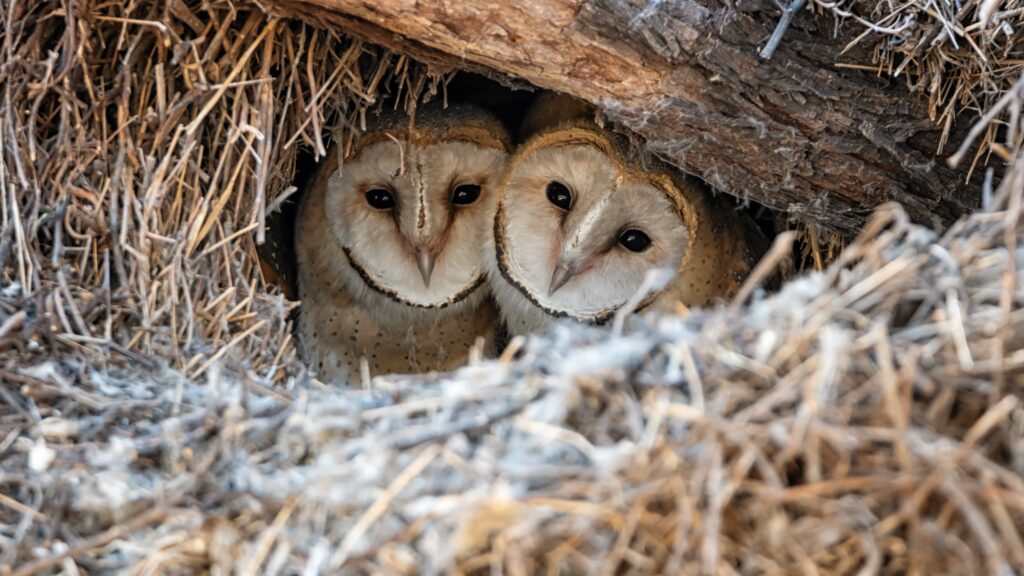 Owls (Grades K-4) - Nature Canada