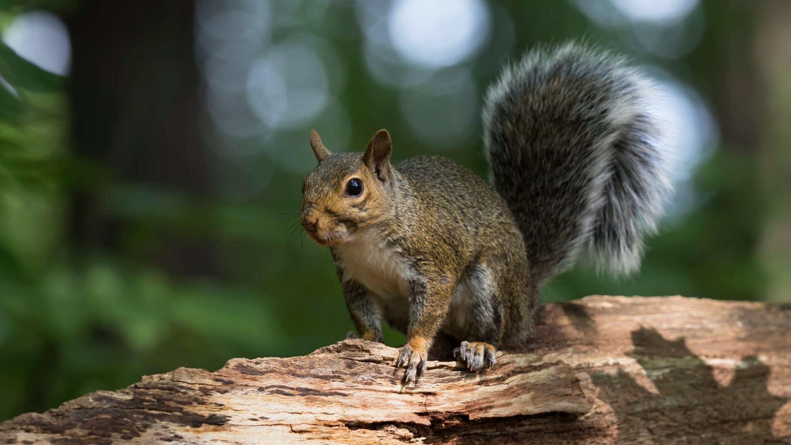 Squirrels Kit (Grades 1-4) - Nature Canada