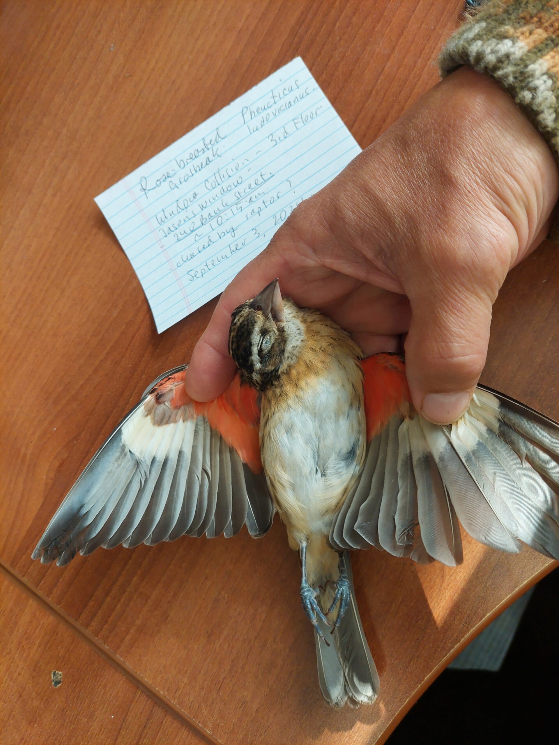 A Tragedy Wrapped in Irony - Nature Canada