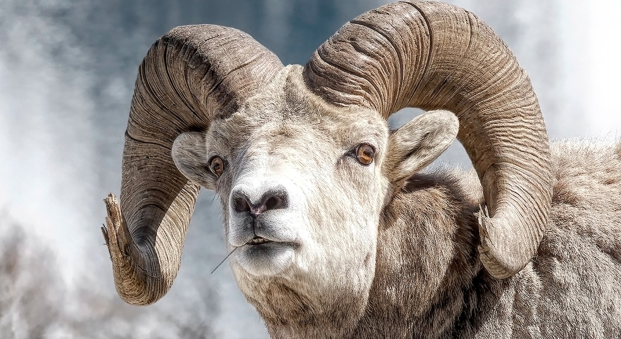 Snow Mountain Ram Animal