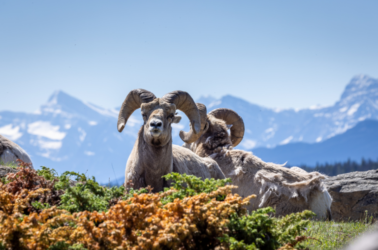 Bighorn Sheep: Athletes of the Mountains - Nature Canada