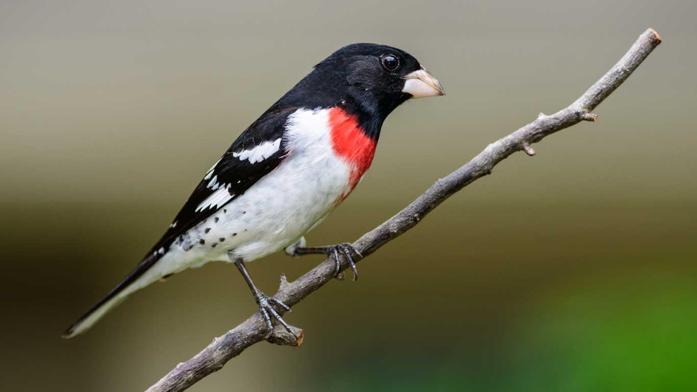 A Tragedy Wrapped in Irony - Nature Canada