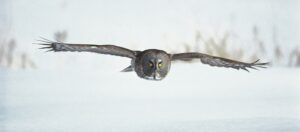 The Mighty Great Gray Owl - Nature Canada