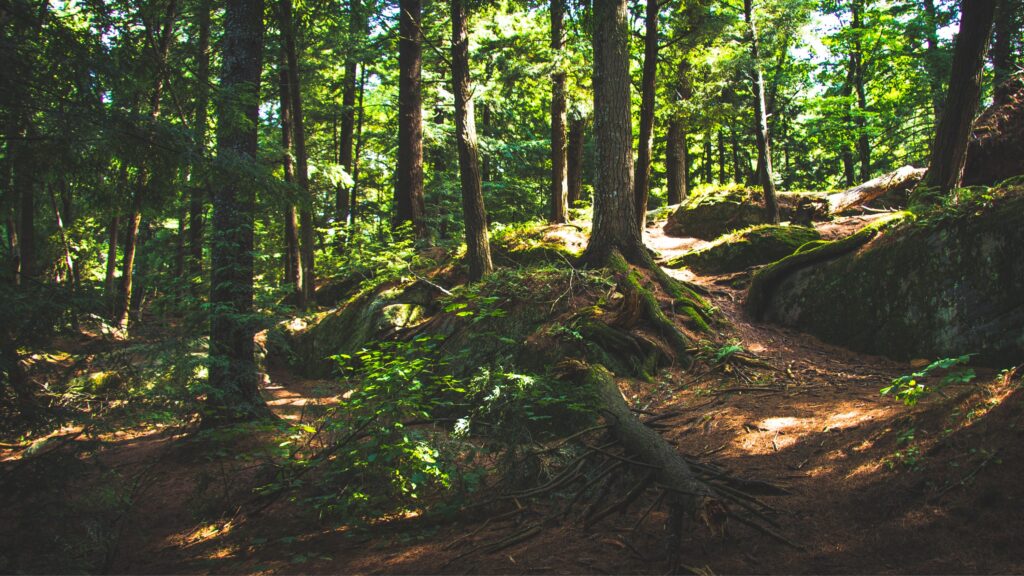 Acadian Forest - Tree Bark ID Worksheet - Nature Canada