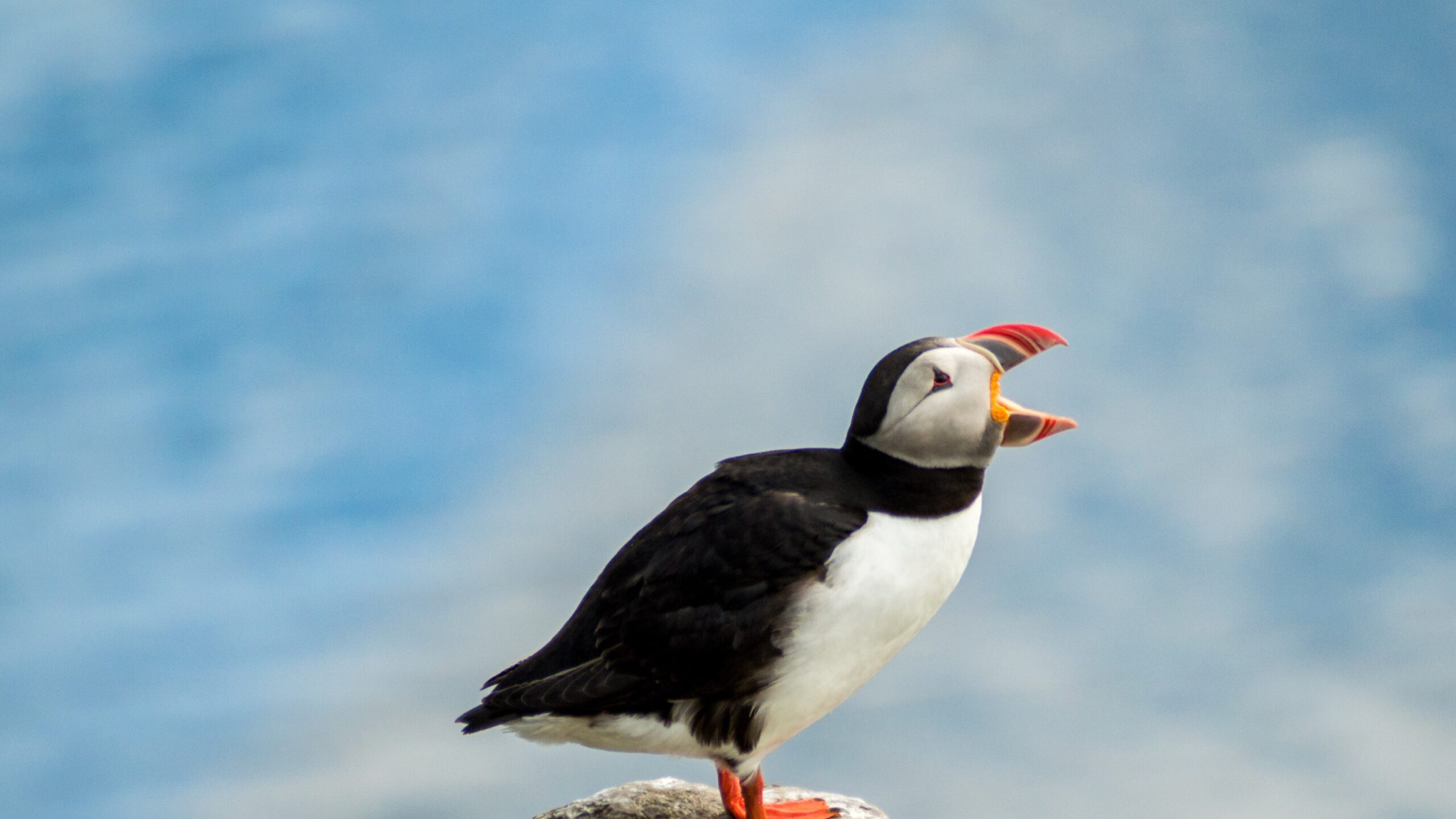 Guide to Birding in Newfoundland and Labrador - Nature Canada
