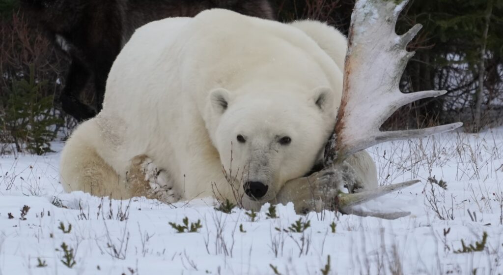 Introducing Ursus Maritimus (Updated) - Nature Canada