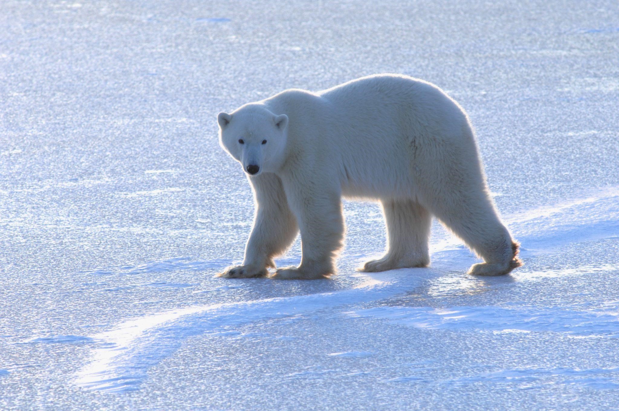Introducing Ursus Maritimus (Updated) - Nature Canada
