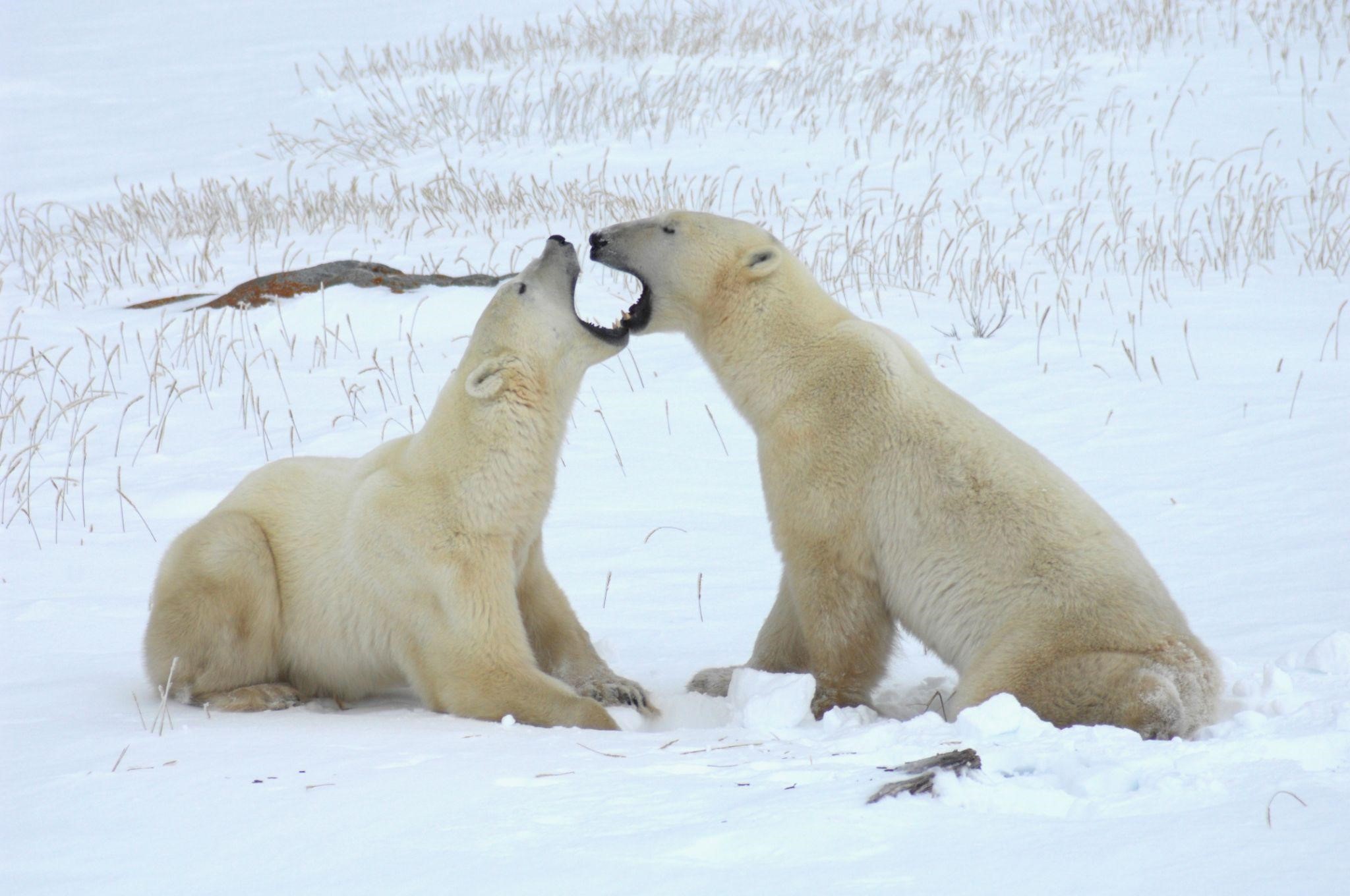 Introducing Ursus Maritimus (Updated) - Nature Canada